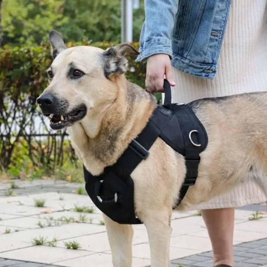 Шлейка для большой собаки