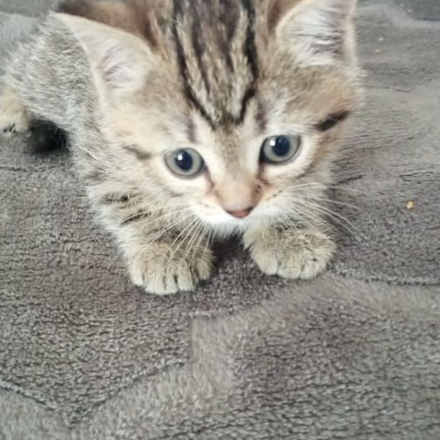 Шотландская