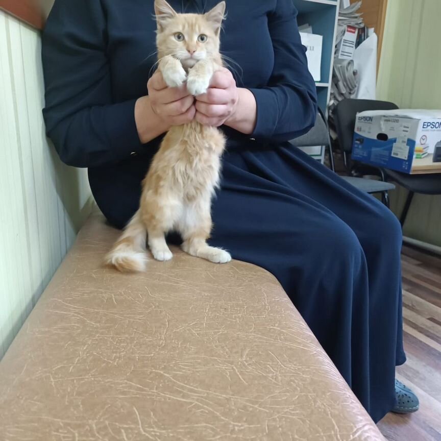 Котята в добрые руки бесплатно мальчики 5штук