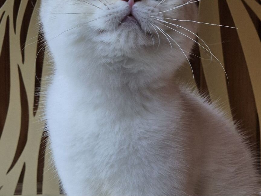 Шотландский котик золотой шиншилла-поинт