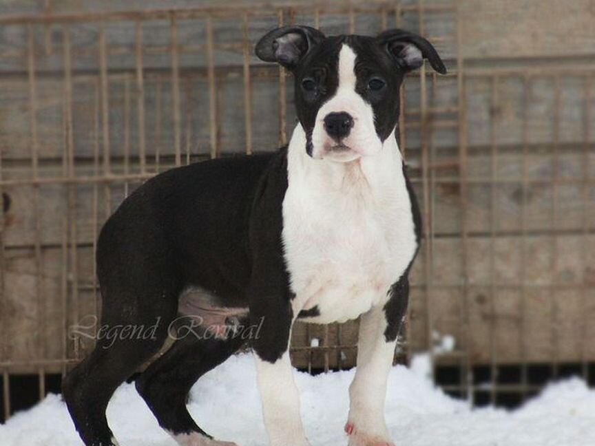 Мальчик Ам.стафф