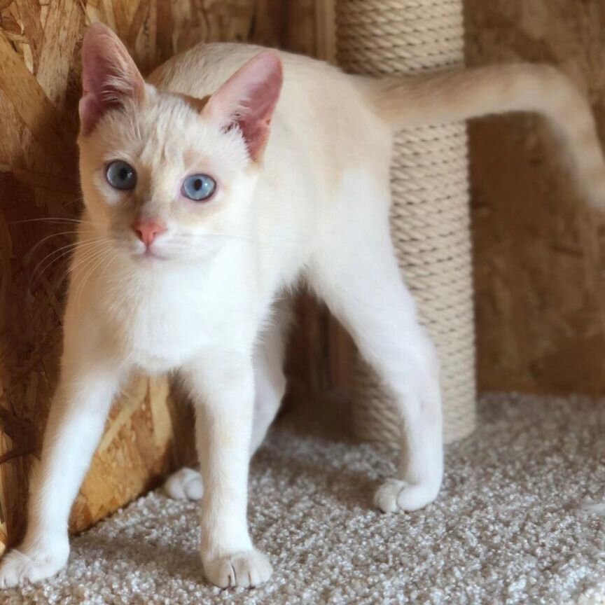 Тайский котенок девочка в добрые руки