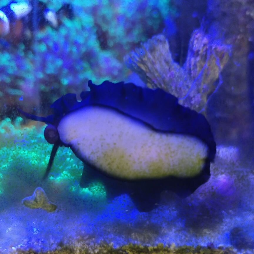 Скутус для морского аквариума