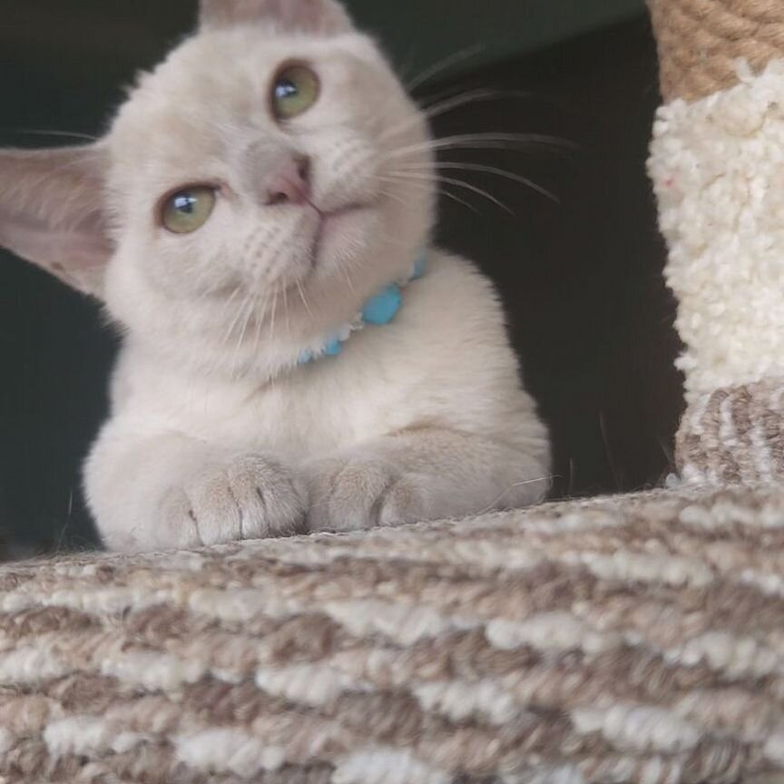 Малыш бурма лиловый обнимашка-целовашка 2,5 месяца