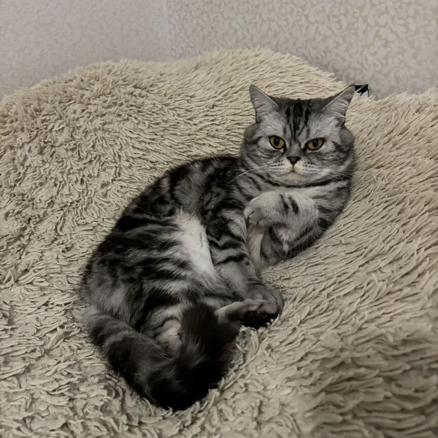 Кот на случку