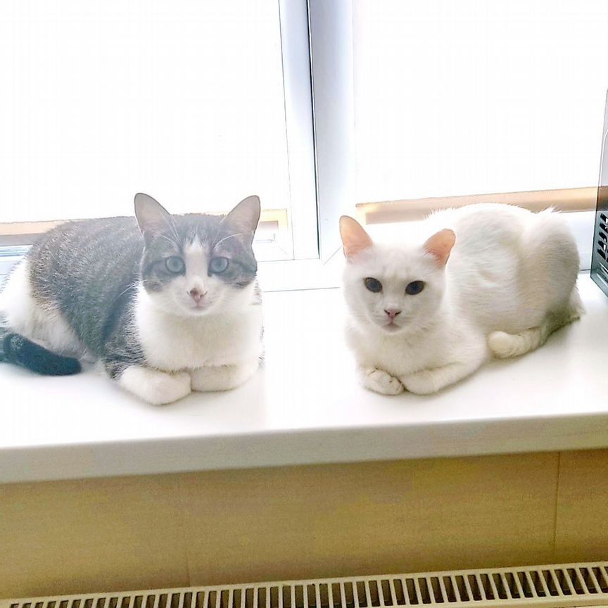 Отдам в добрые руки