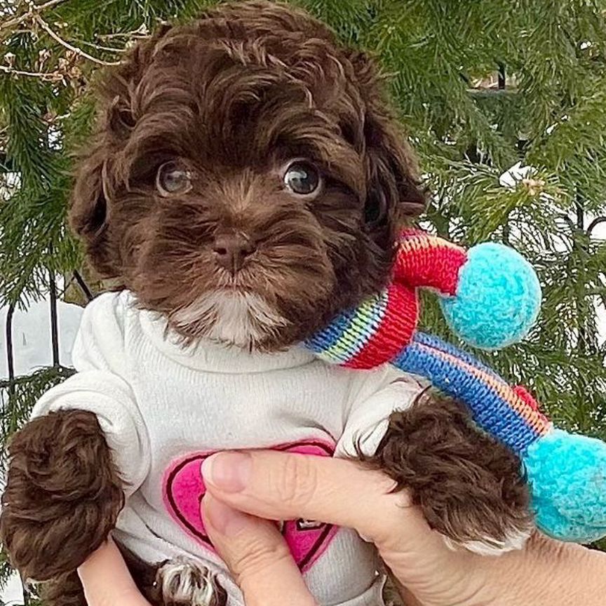 Мальтипу, щенок