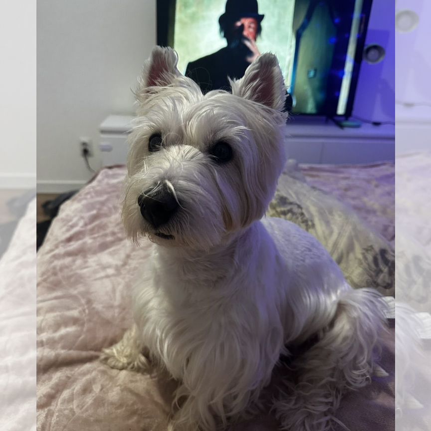 Вест-хайленд-уайт-терьер, вязка