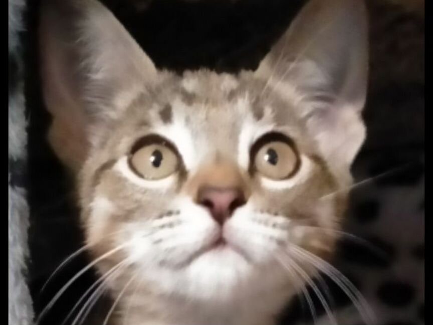 Рысята котята