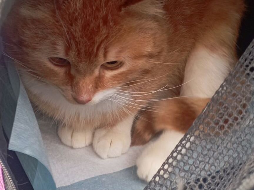 Кошечка