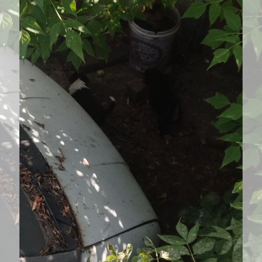 Щенки в добрые руки