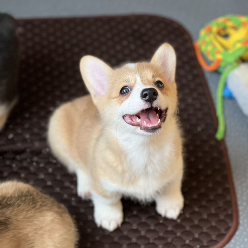 Коржики пемброки