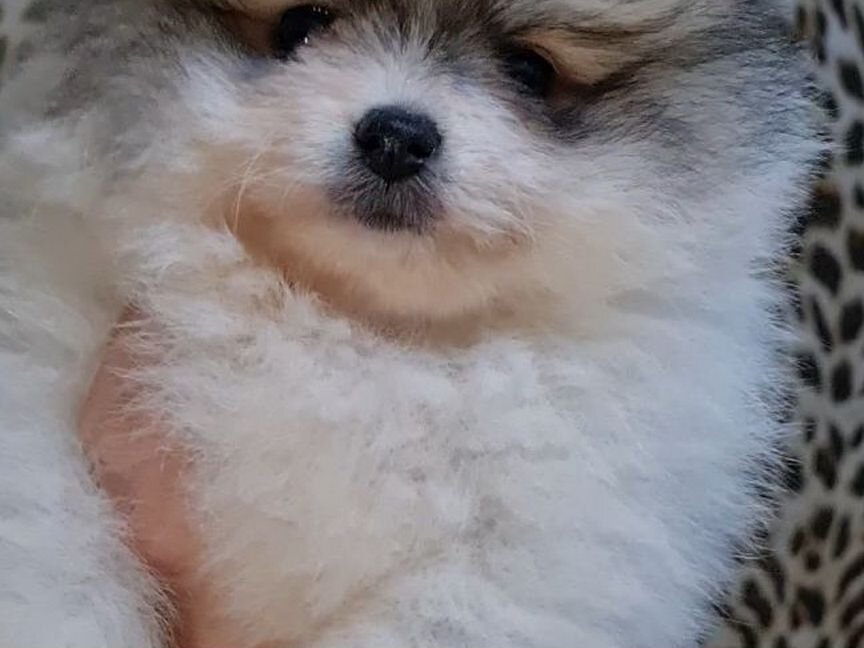 Шпиц девочка резерв