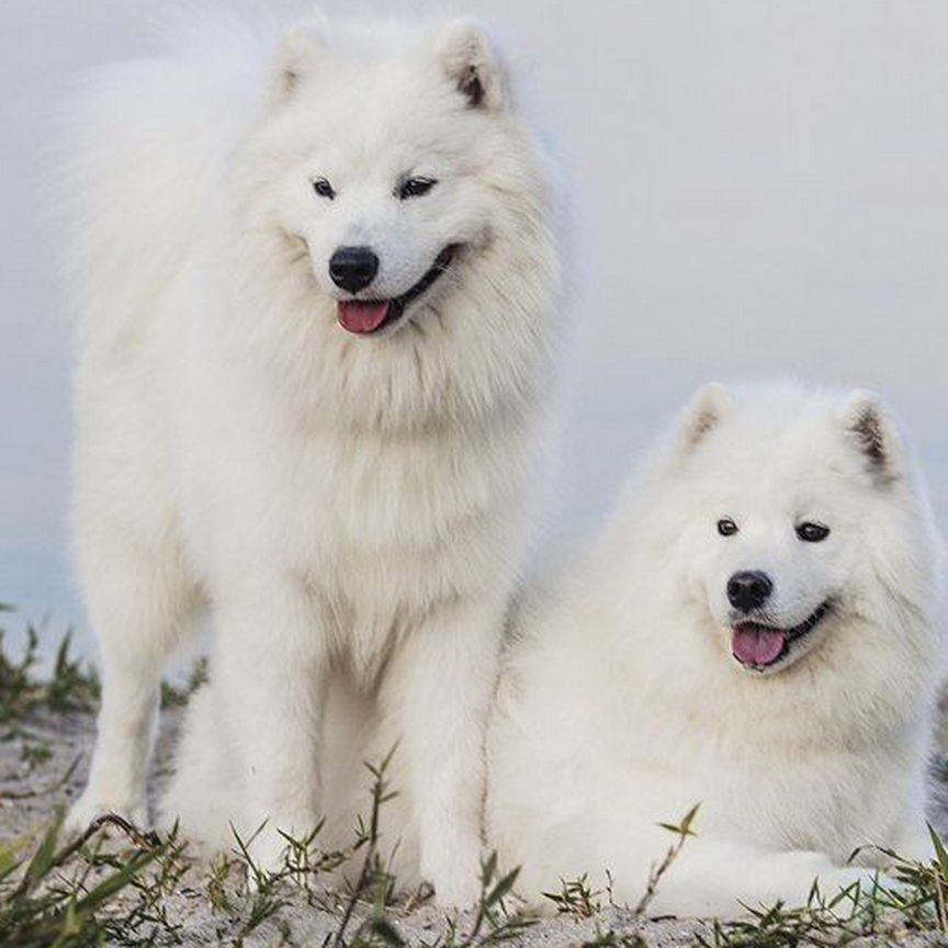 Самоедская собака, щенок