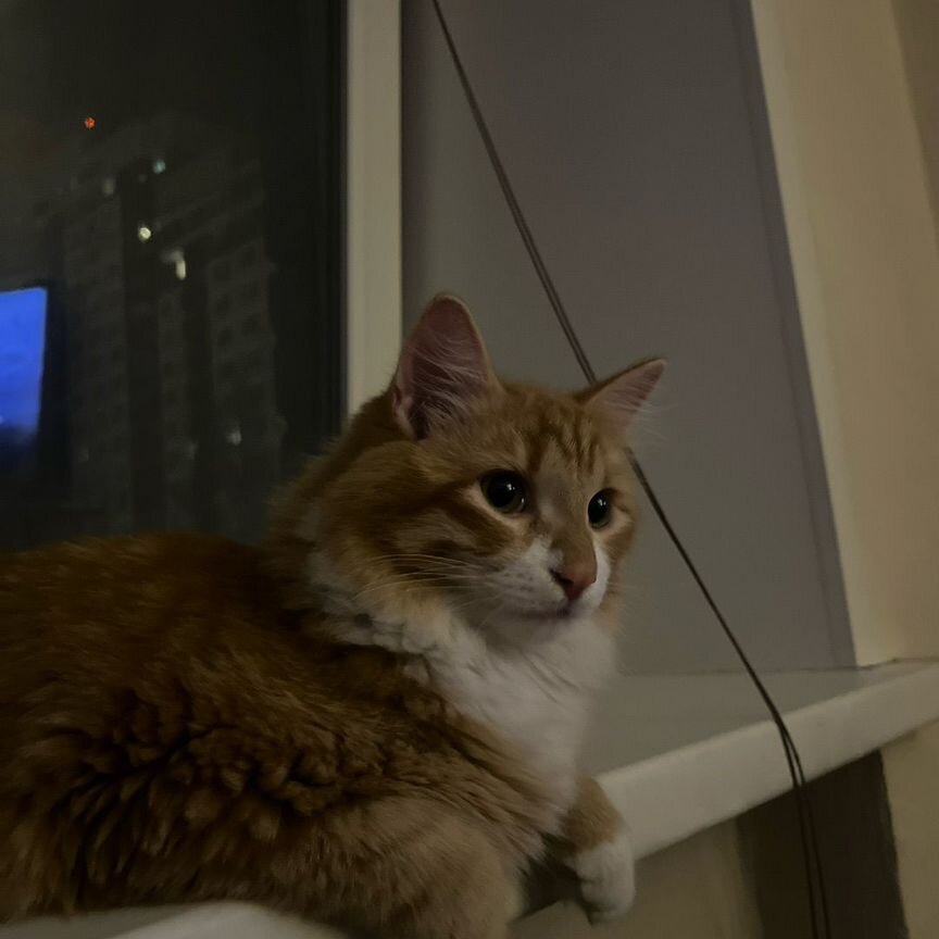 Потерялся рыжий кот
