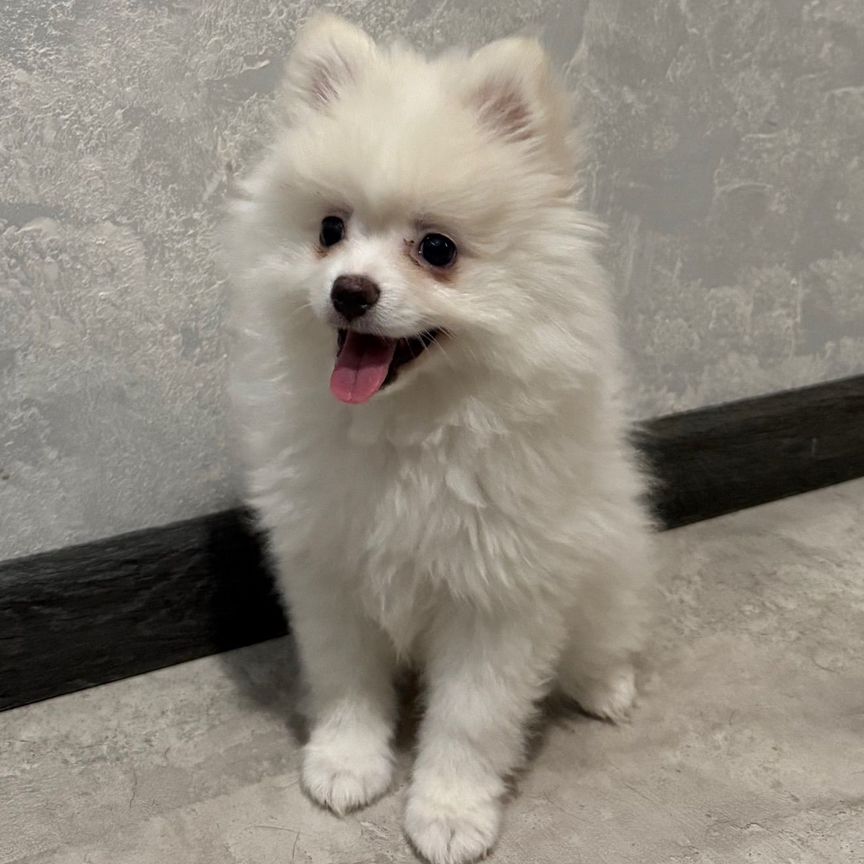 Немецкий шпиц мальчик с документами