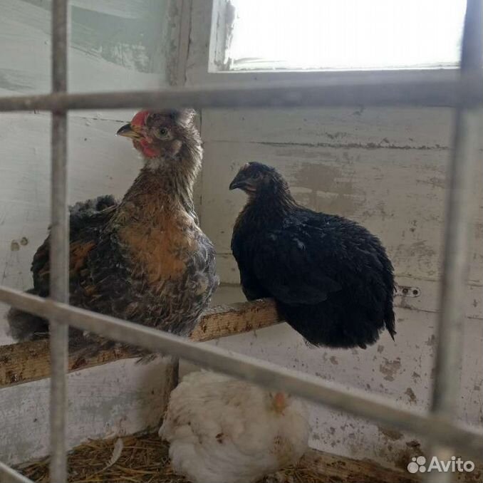 Домашние цыплята петушки