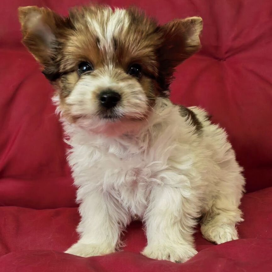 Биро-йоркширский терьер, щенок