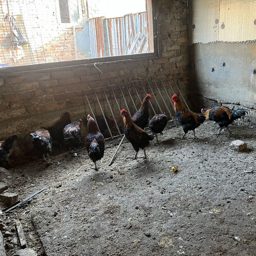 Петухи Московская черная