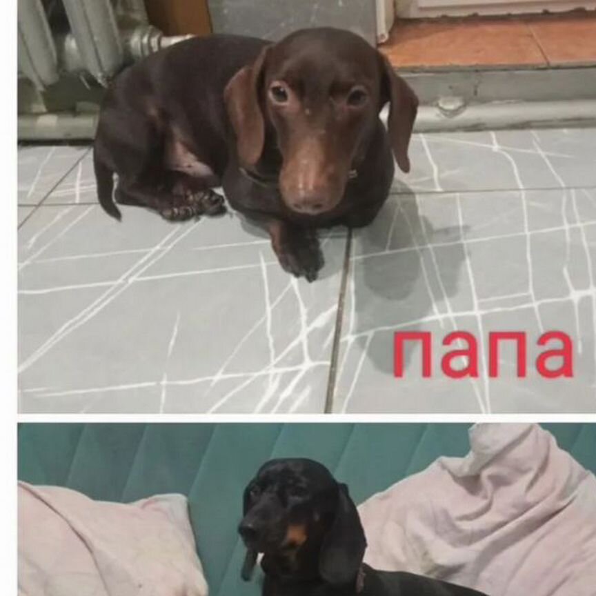 Кроличья такса, щенок