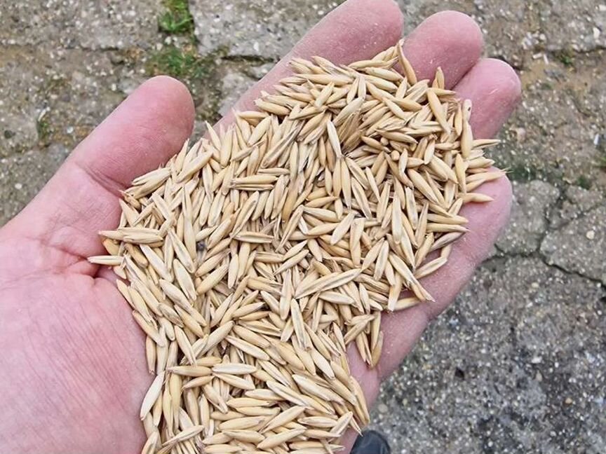 Соя, Рожь озимая на корм/посев