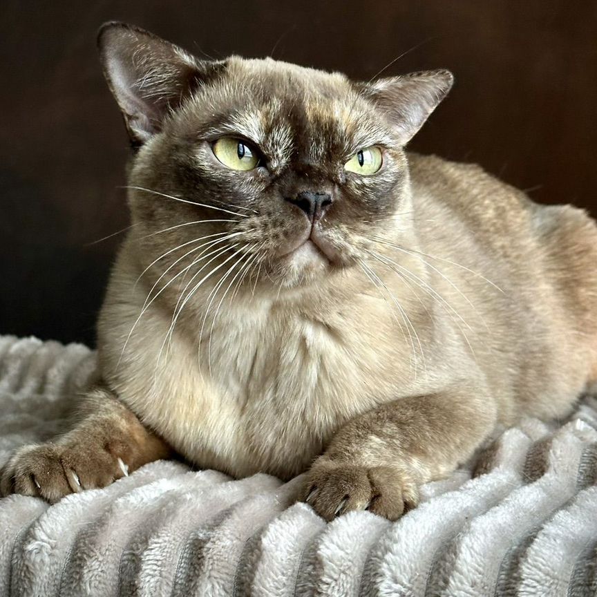 Европейская бурманская, взрослая кошка