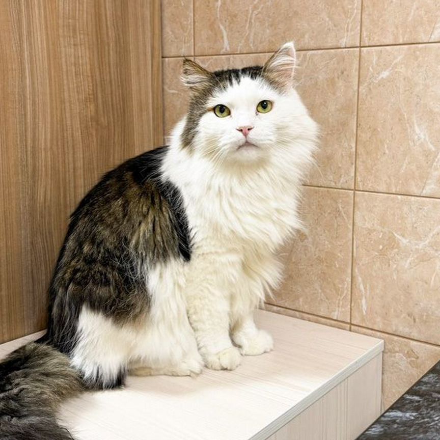 Котик-сирота ищет новый дом