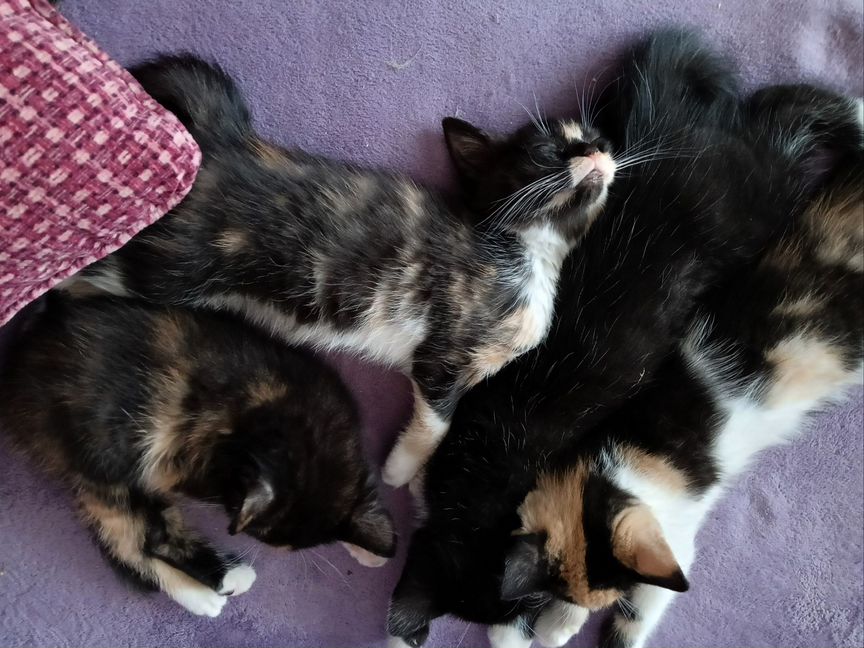 Котята в добрые руки