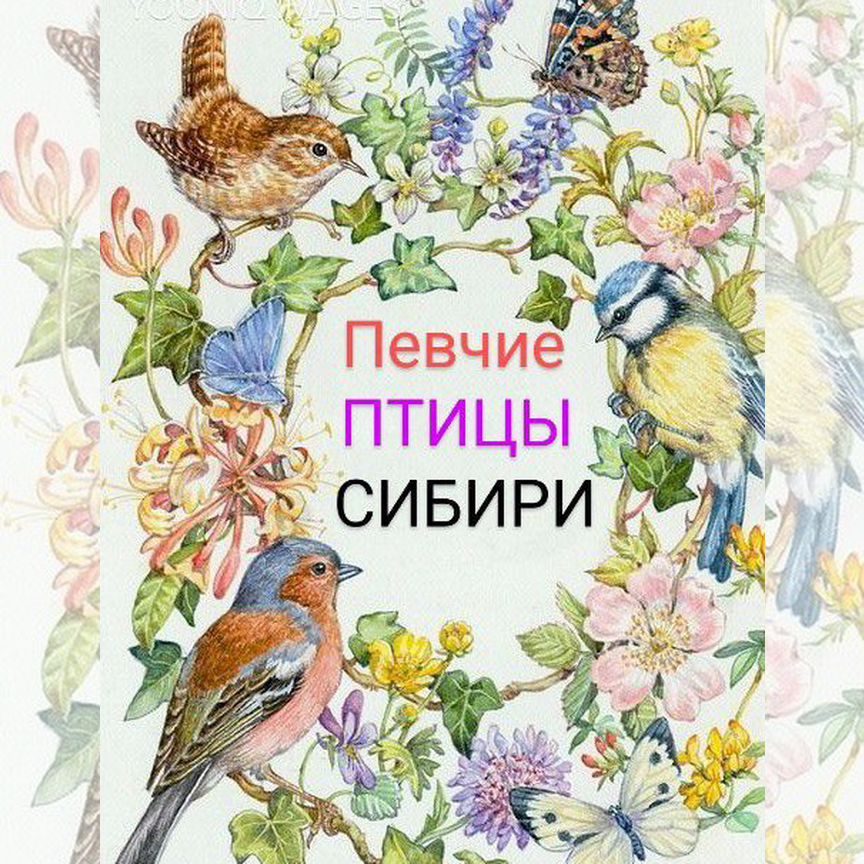 Соловьи