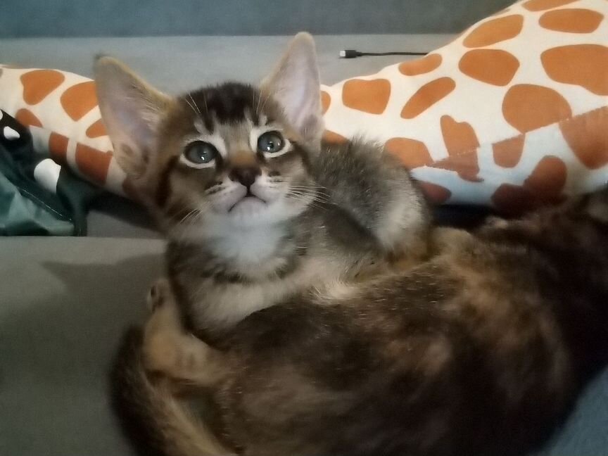 Котенок помесь абиссинская