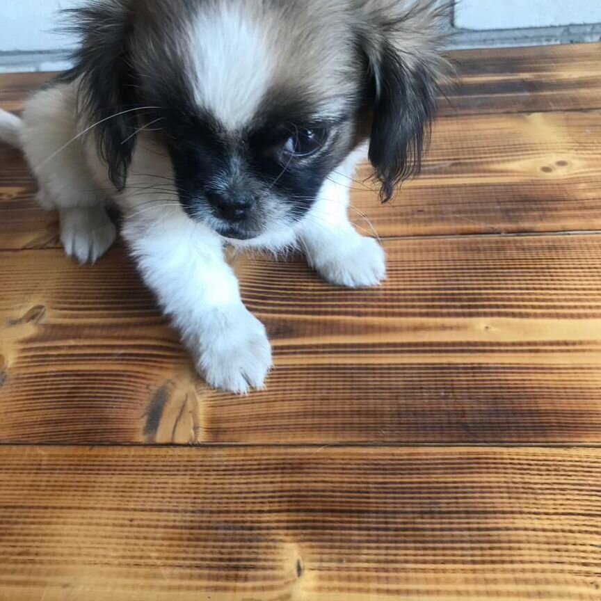 Щеночек пекинес