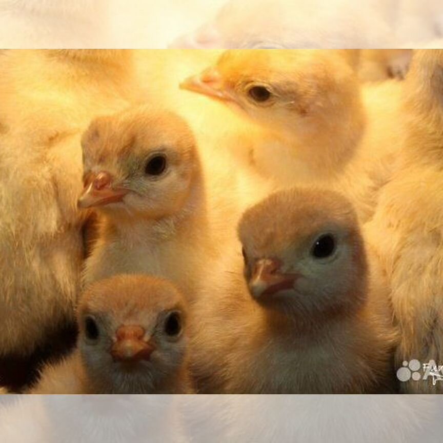 Индюшата суточные и подрощенные