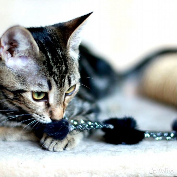 Котенок, очень хороший котенок, отдам