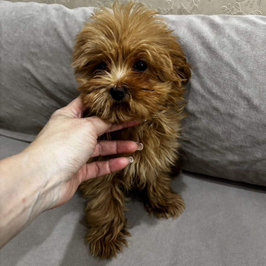 Мальтипу, щенок