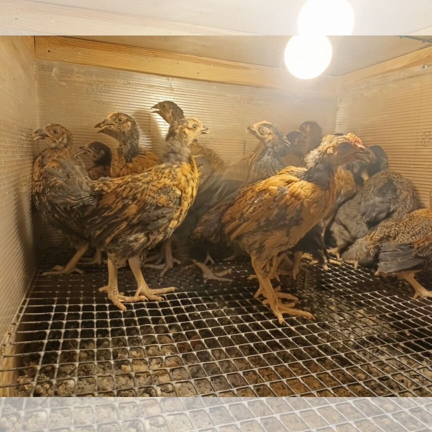 Цыплята Кучинская Юбилейная