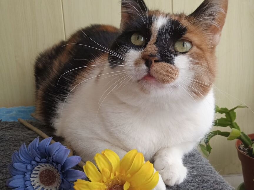 Кошка Карамелька