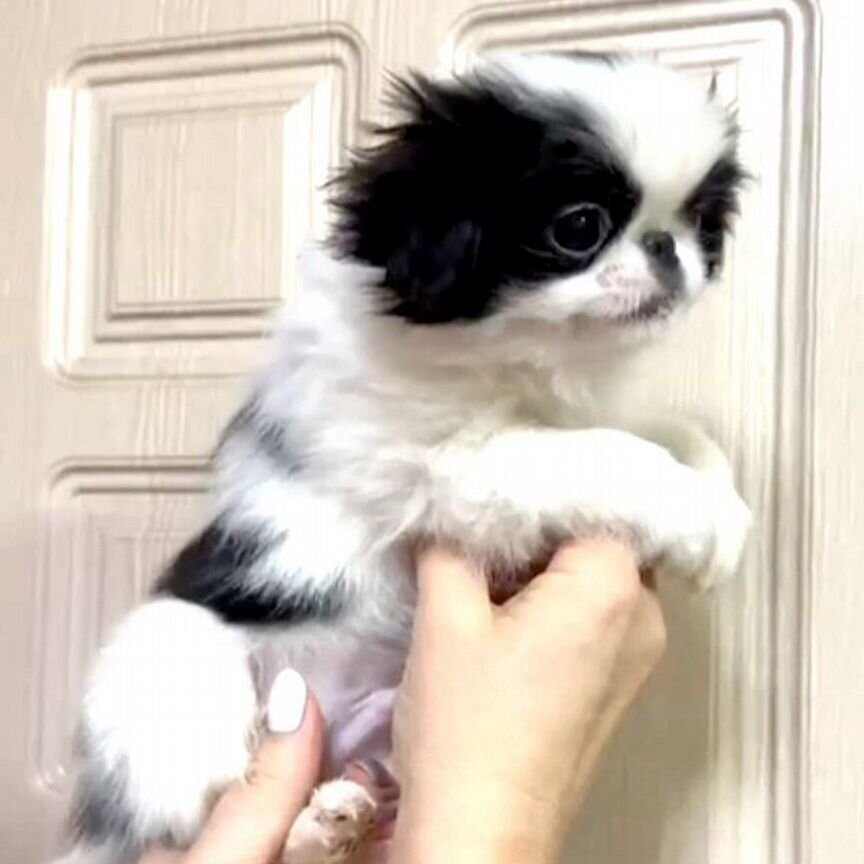 Япончик