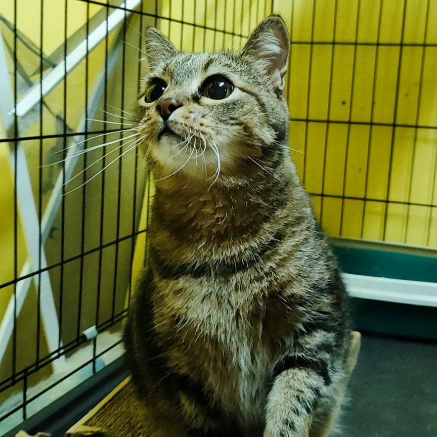 Котик, переживший предательство