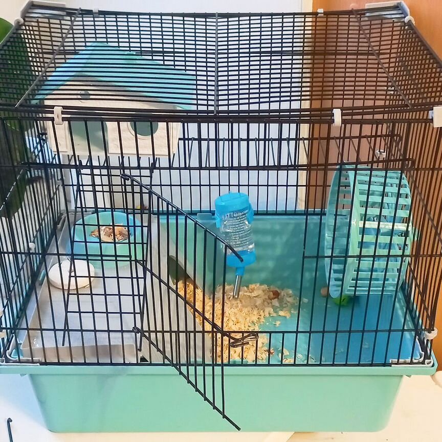 Клетка