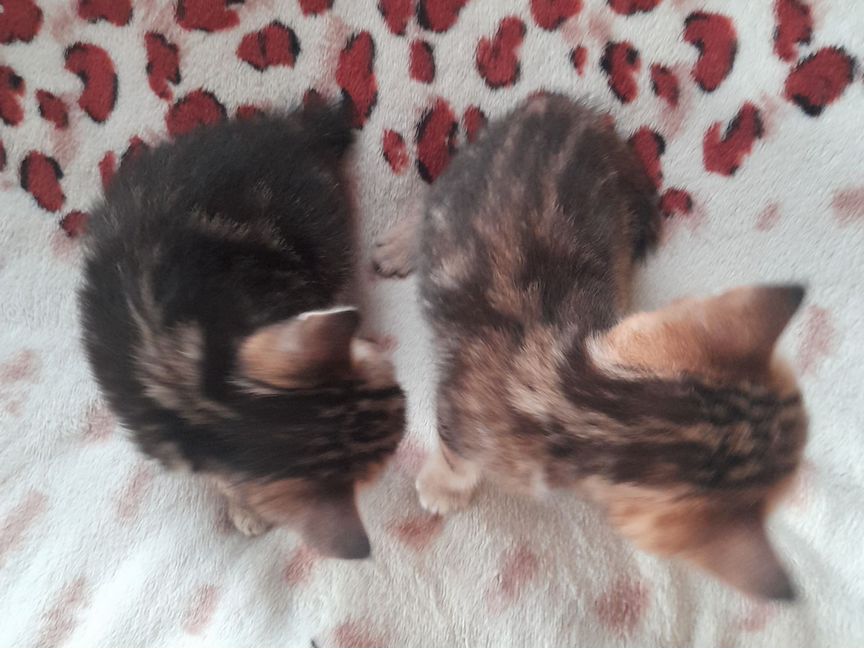 Отдам бесплатно