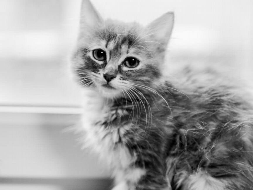 Беспородные котята