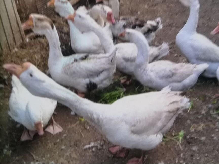 Гусята