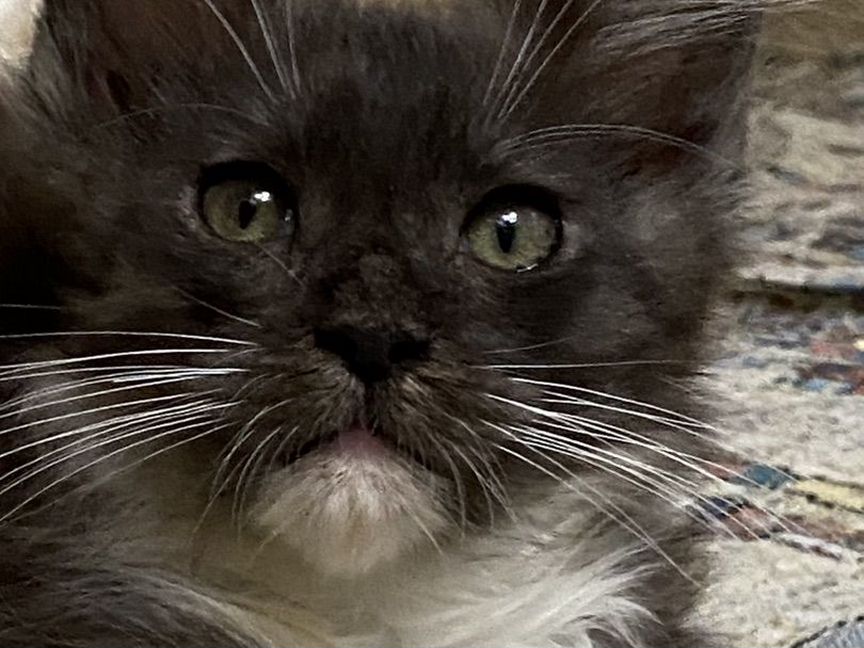 Очаровательная биколорочка