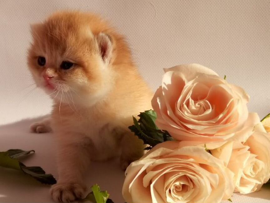 Британская золотая девочка (носит. Су)