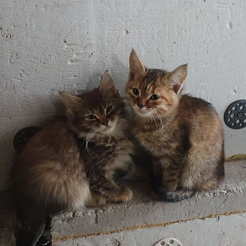 Отдаю котенка в добрые руки