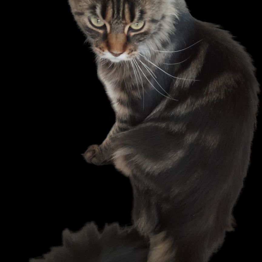 Ищу котика мейнкуна для вязки