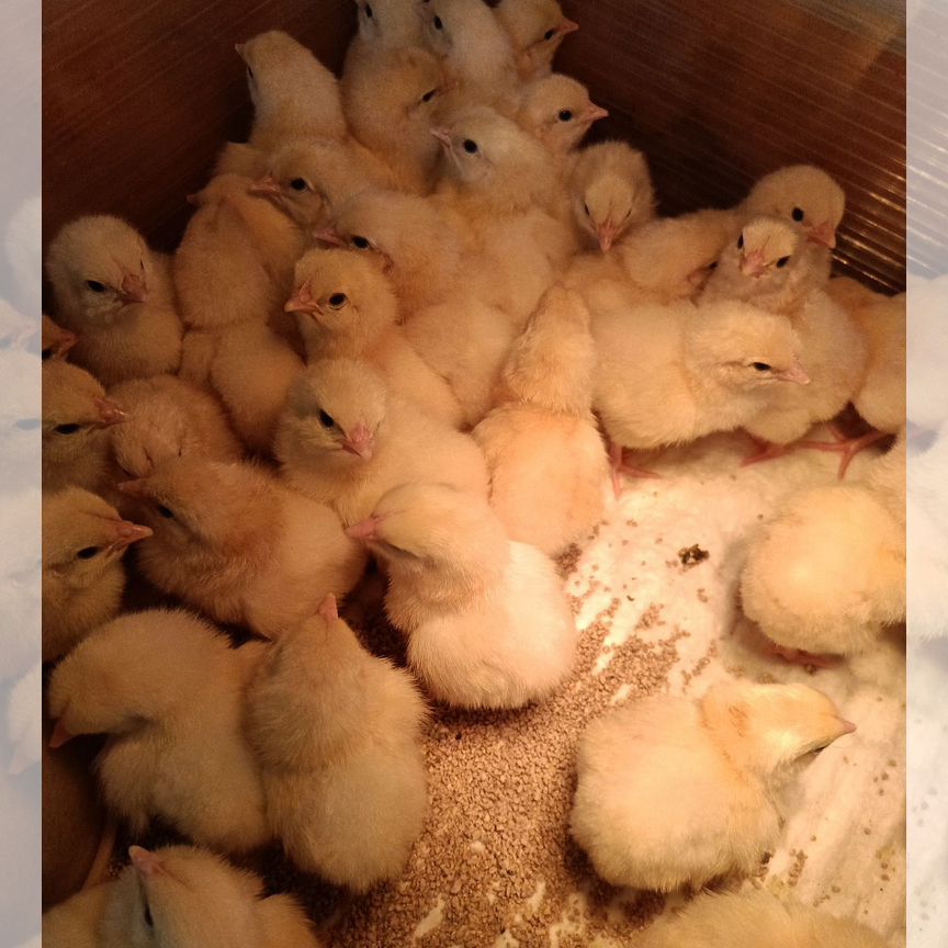 Цыпленок петушок Ломан браун