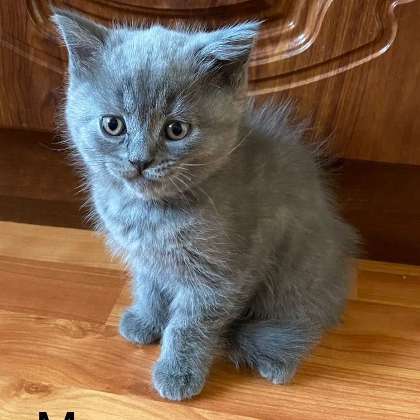 Шотландский прямоухий короткошёрстный котёнок