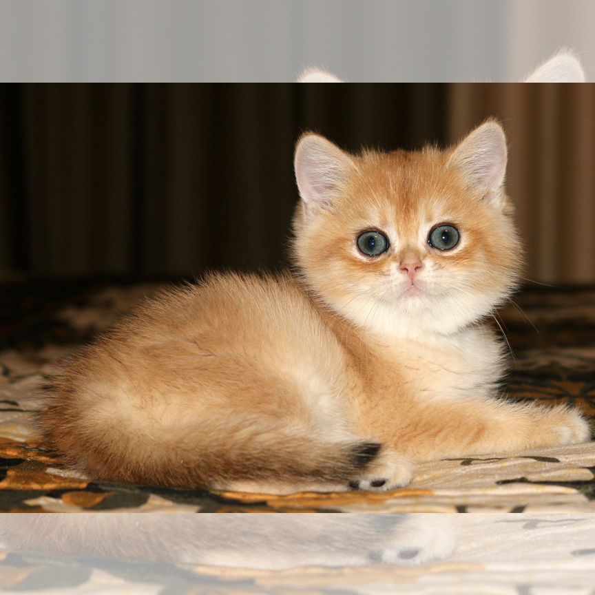 Мальчик золотая британская шиншилла