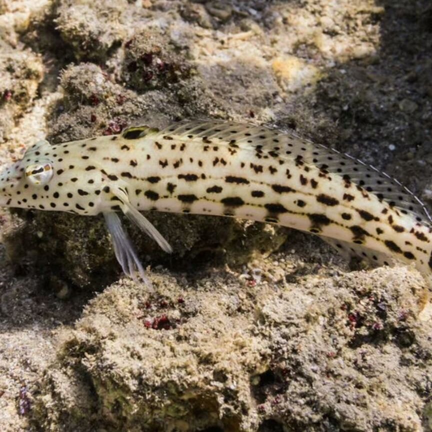 Песочник рыбка морская